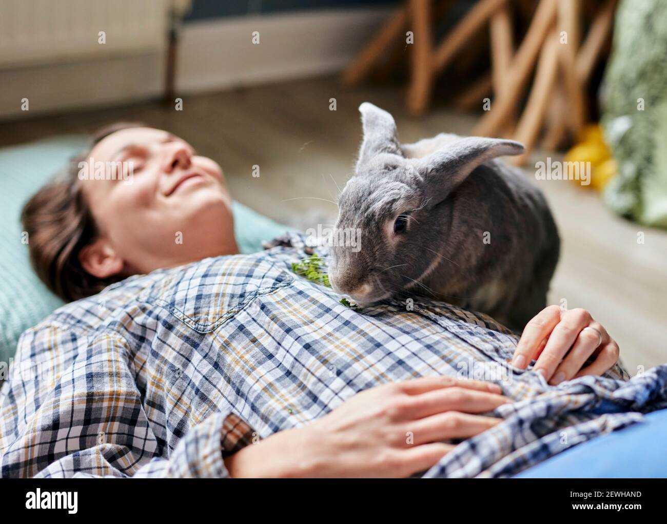 Pet house rabbit eating food on top of woman lying on floor Stock Photo ...