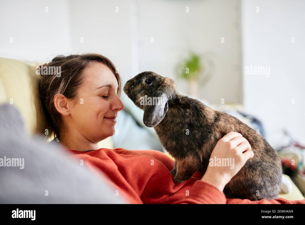 Pet house rabbit reaching towards woman with eyes closed on sofa Stock ...