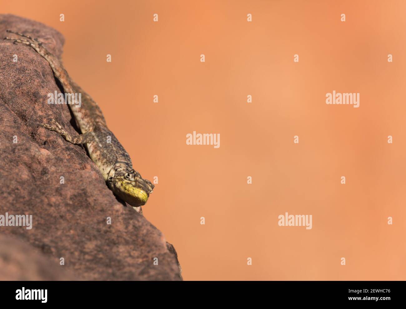 Brazilian Wildlife: A Lizard (Tropidurus sp.) in the Chapada dos ...