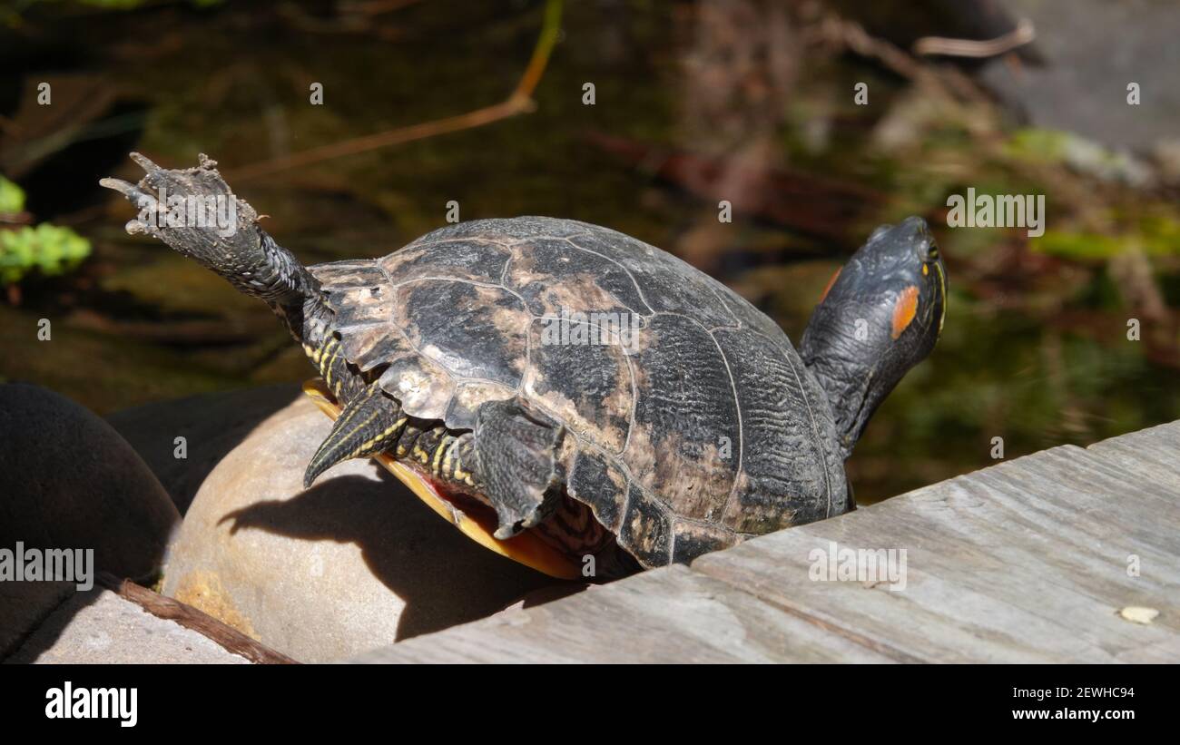 A red-eared slider turtle sunbathing and stretching its legs out Stock ...