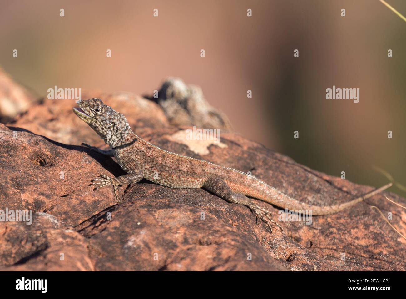 Portrait of a rock lizard (Tropidurus sp.) lying on a rock in the Stone ...