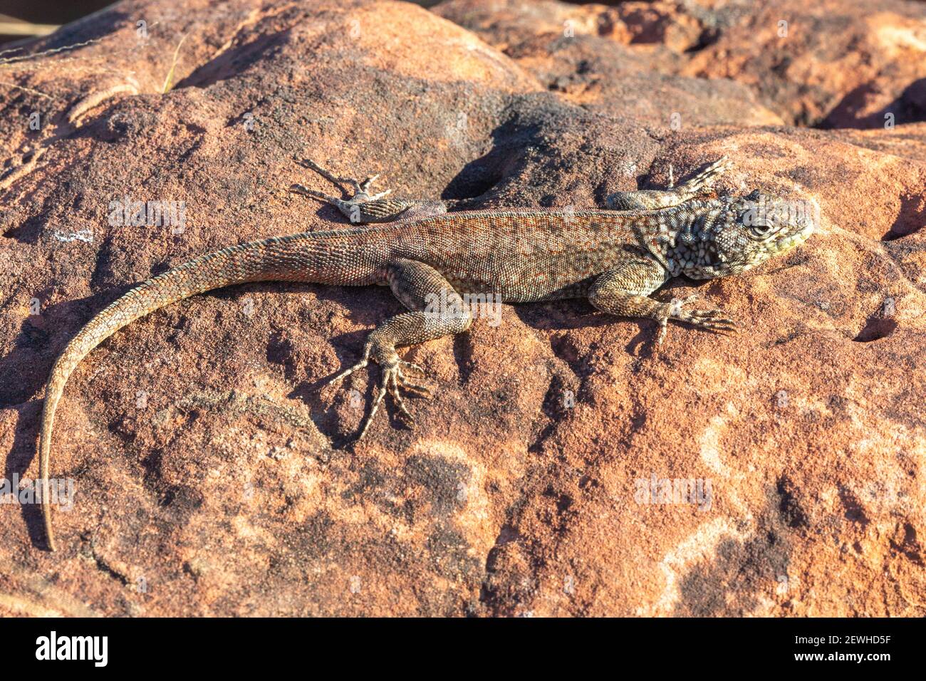 Brazilian Wildlife: A lizard (Tropidurus sp.) seen in natural habitat ...