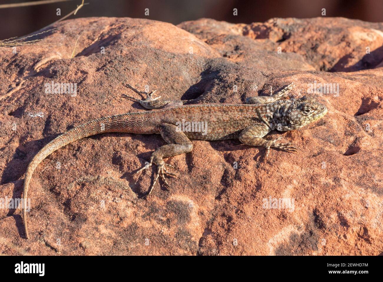 A lizard (Tropidurus sp.) lying on some rocks in the Chapada dos ...