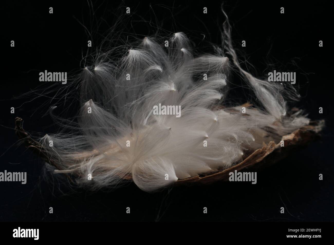 Delicate, white, wispy seeds bursting from a seed pod Stock Photo - Alamy