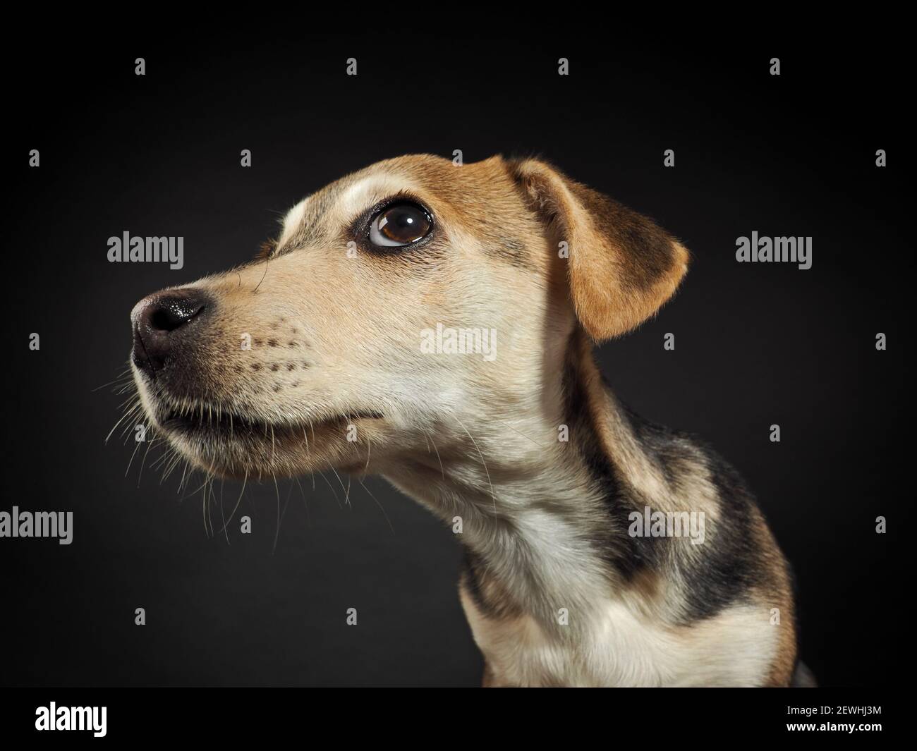 Studio portrait cutie puppy on black background Stock Photo - Alamy