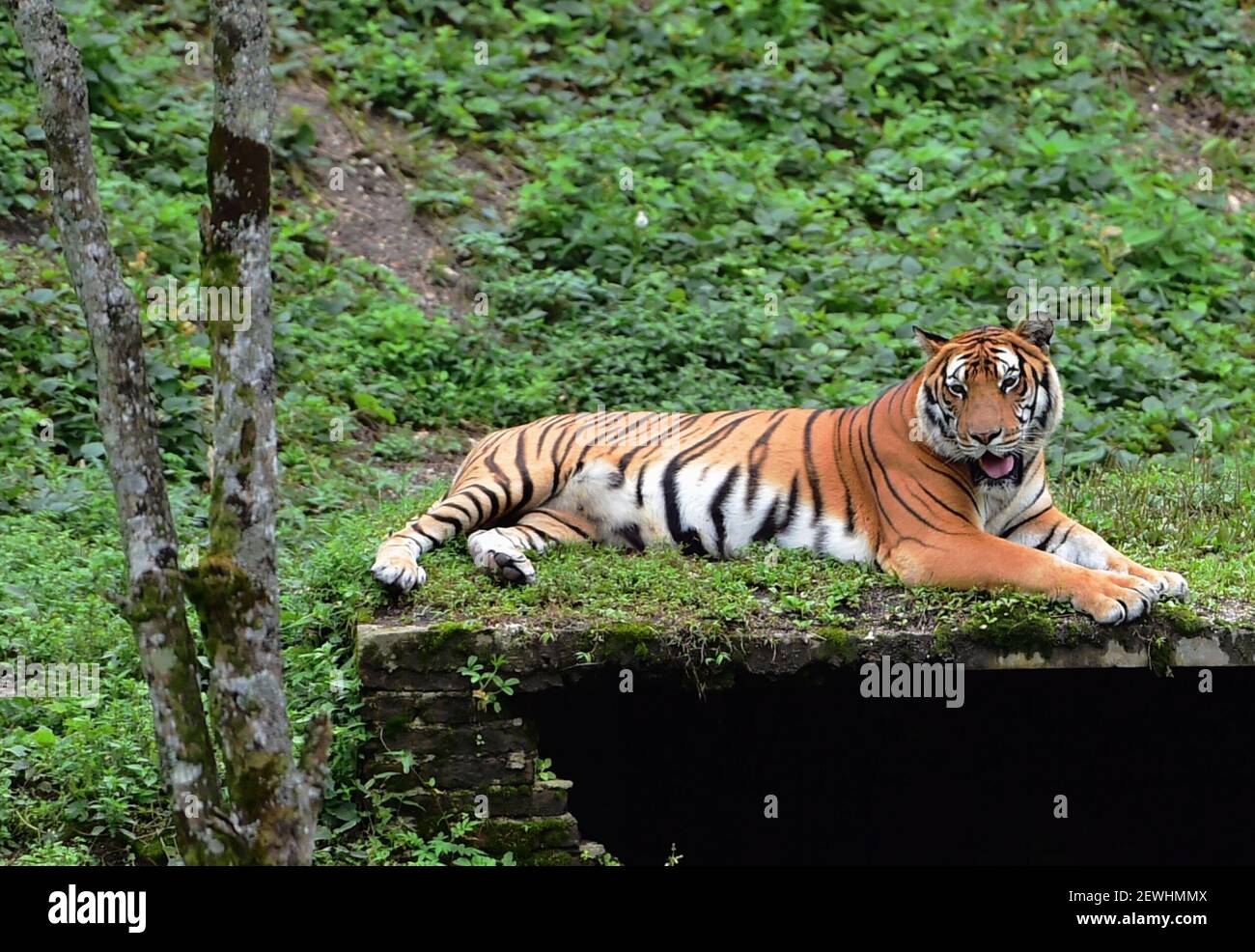 (160819) -- LONGYAN, Aug. 19, 2016 (Xinhua) -- A South China Tiger is ...