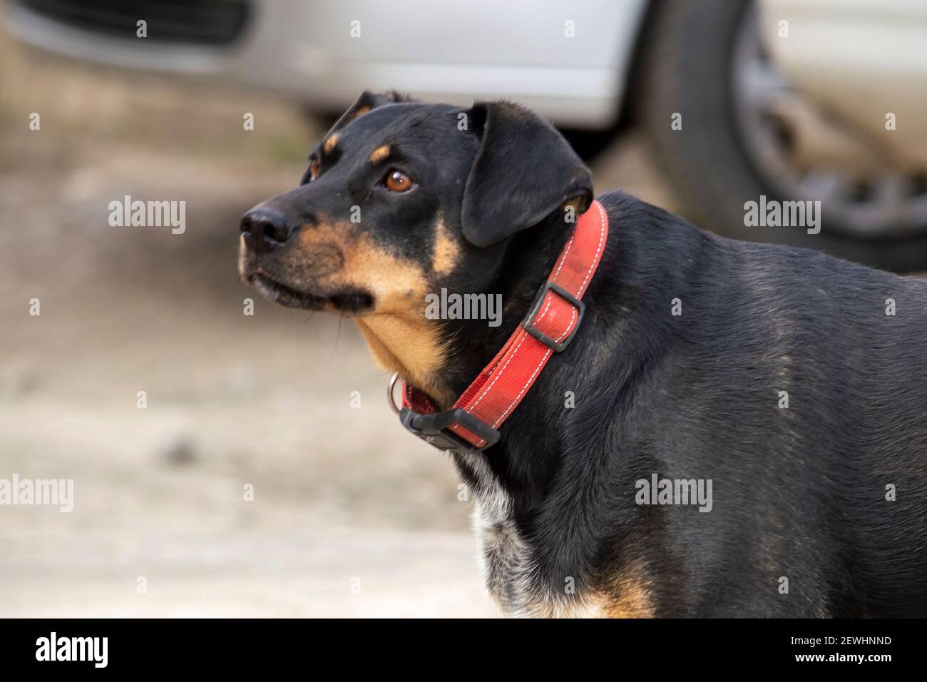 Side view dogs face hi-res stock photography and images - Alamy