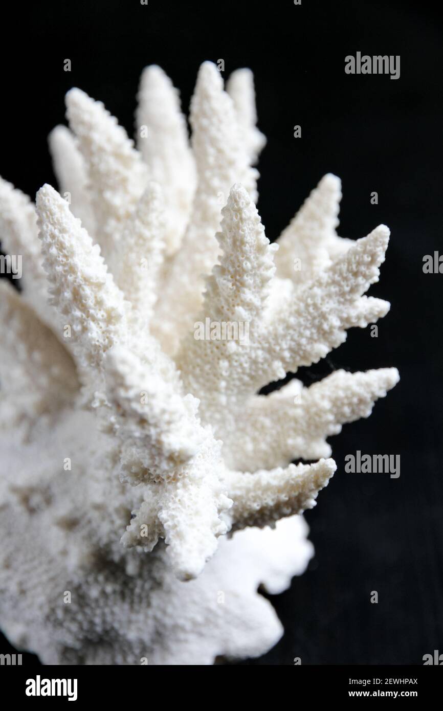 Dry coral branch isolated on black background Stock Photo - Alamy