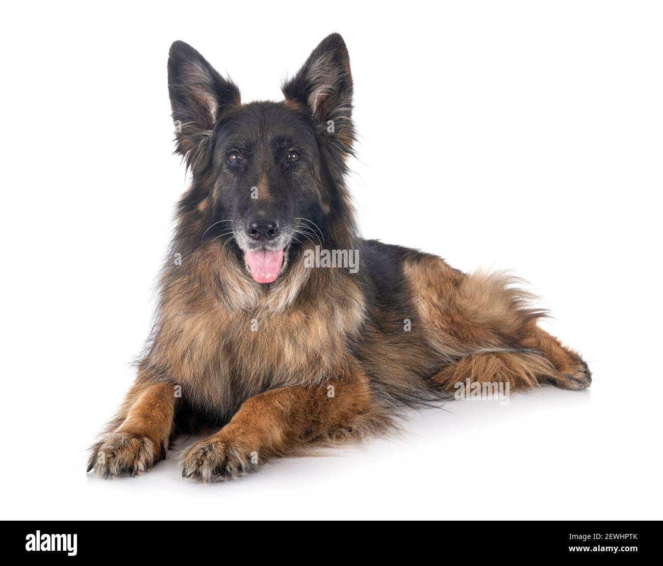 old german shepherd in front of white background Stock Photo - Alamy
