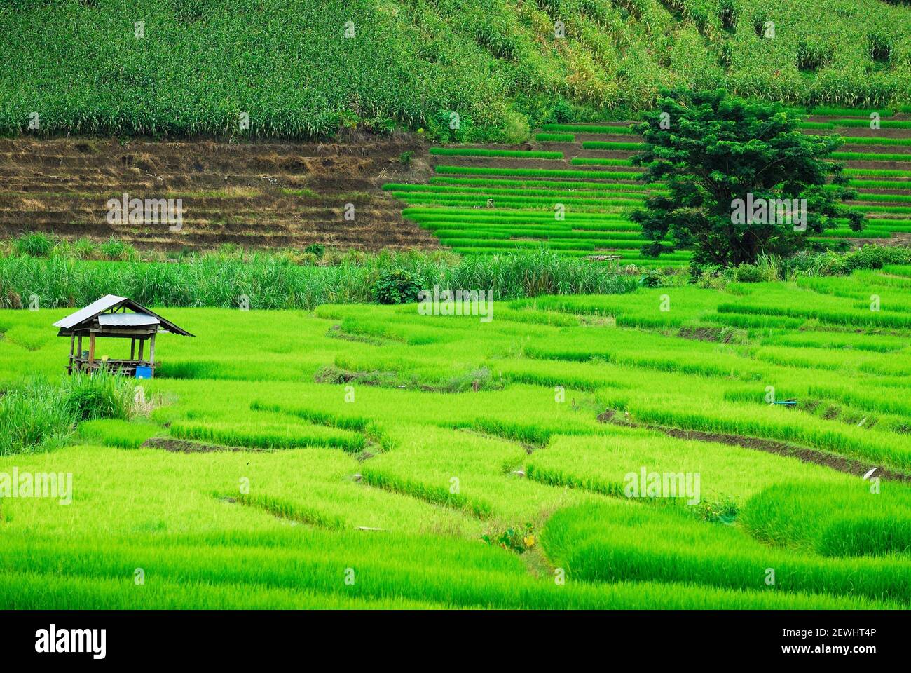 Mae Chaem District High Resolution Stock Photography and Images - Alamy