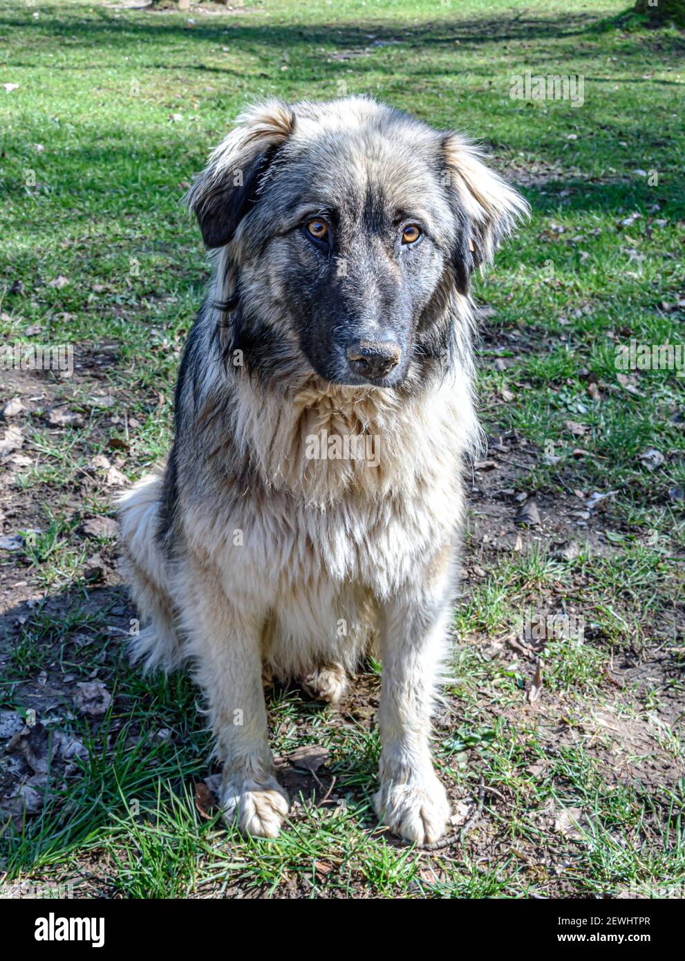 One small dog one big dog hi-res stock photography and images - Alamy