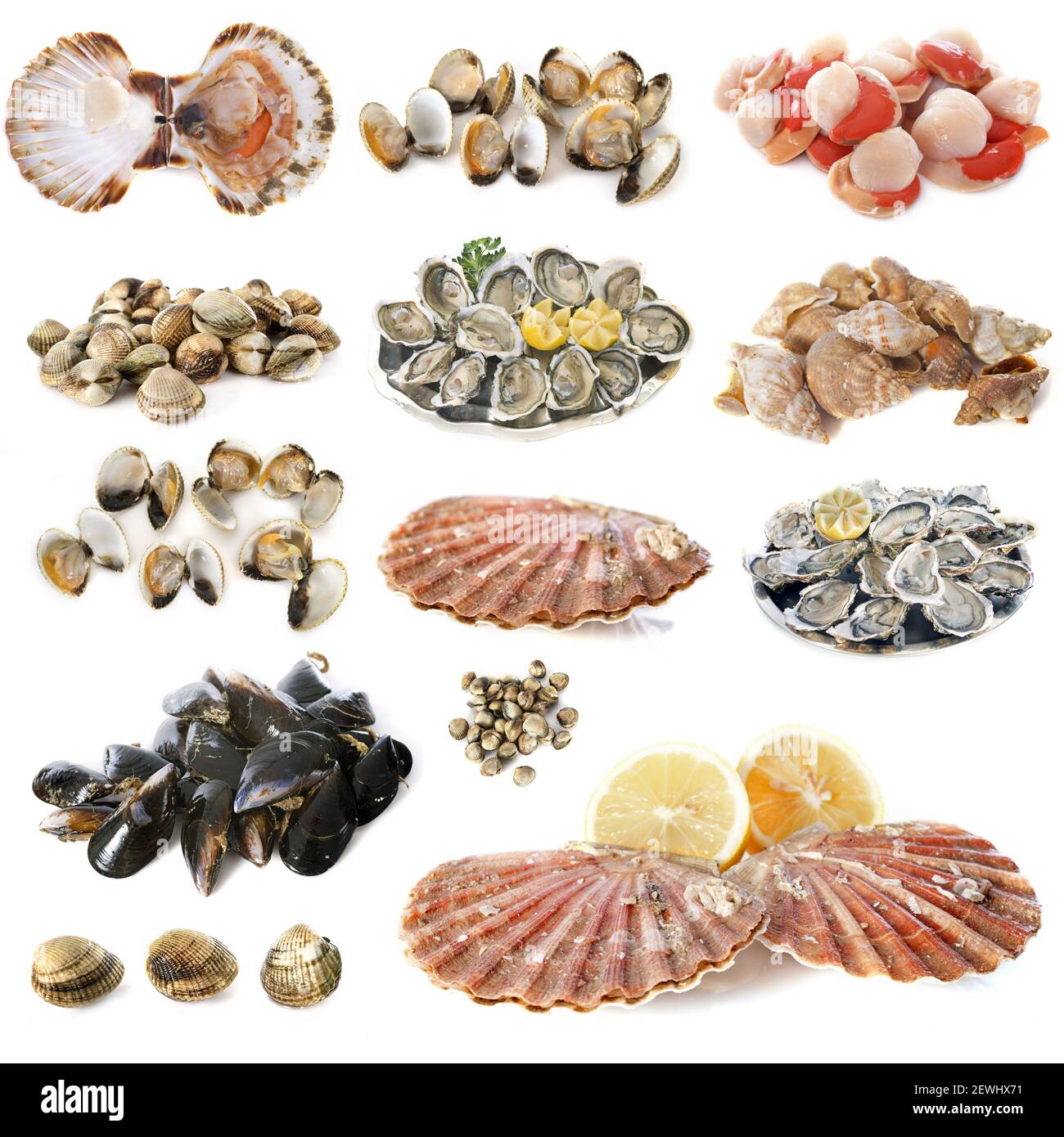 many shellfish in front of white background Stock Photo - Alamy