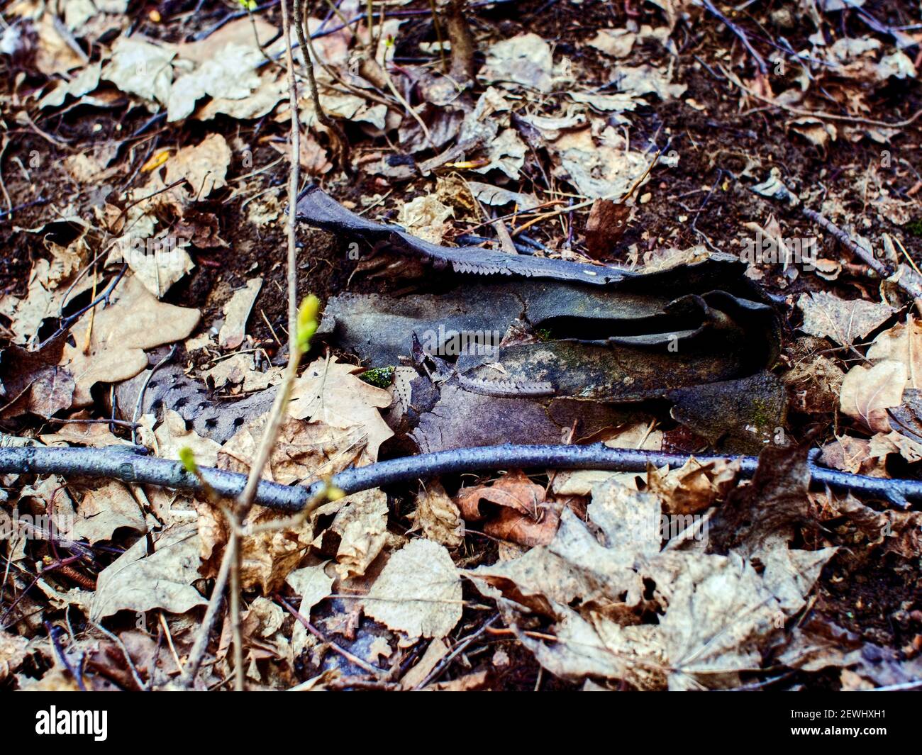 old shoe lies in the grass, Moscow Stock Photo - Alamy