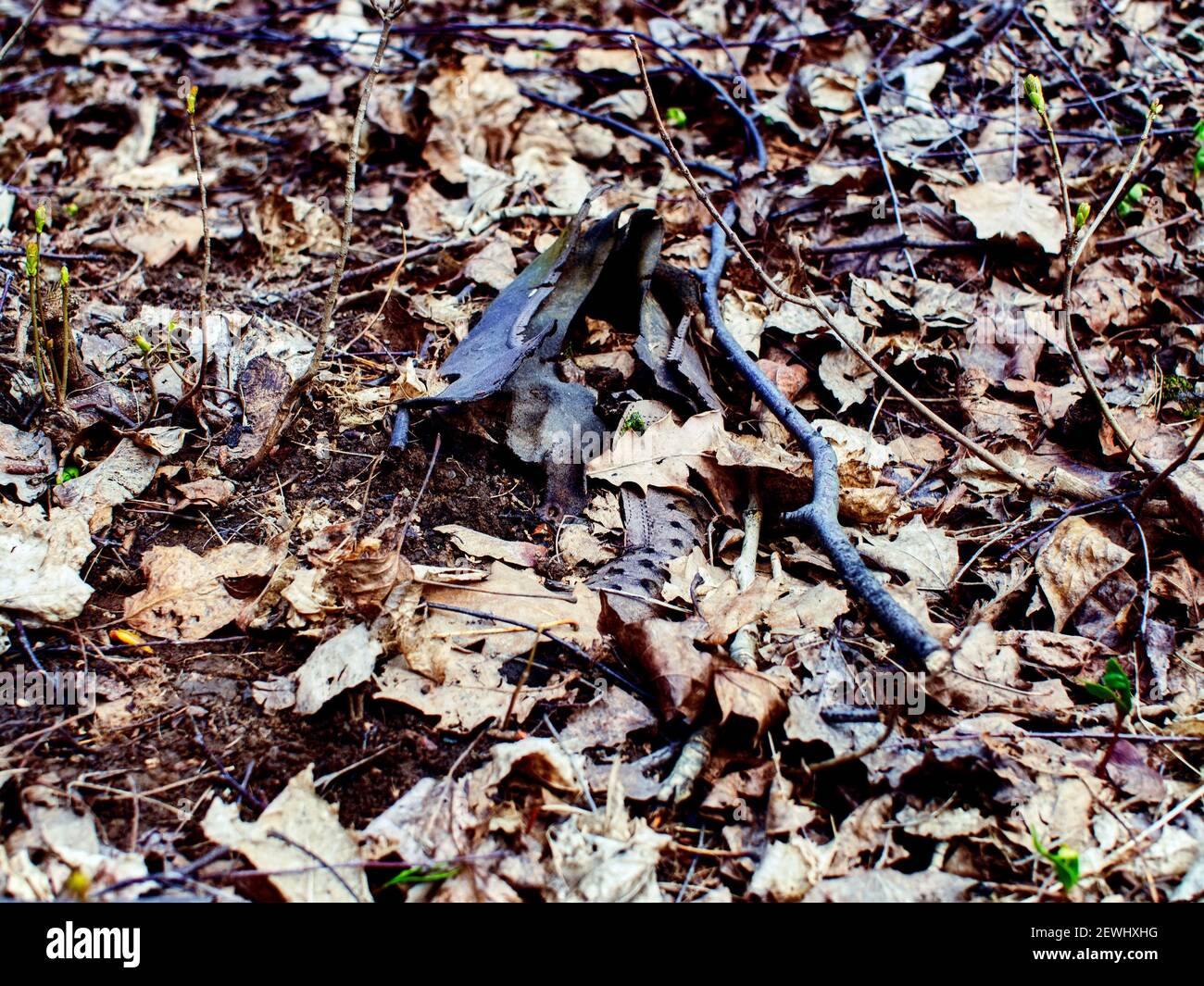 old shoe lies in the grass, Moscow Stock Photo - Alamy