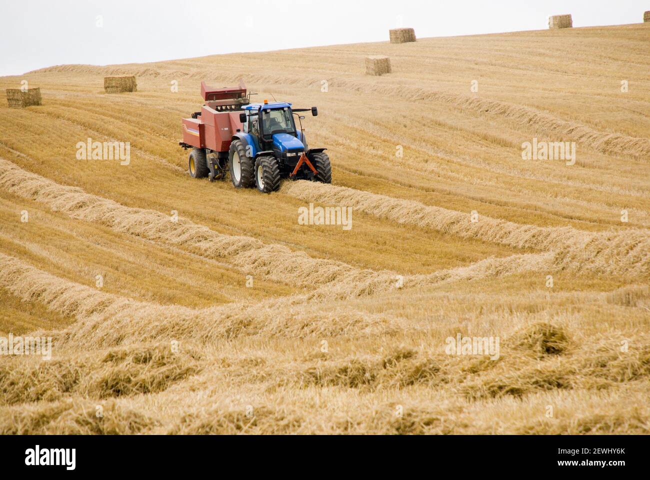 Harvest rye england hi-res stock photography and images - Alamy