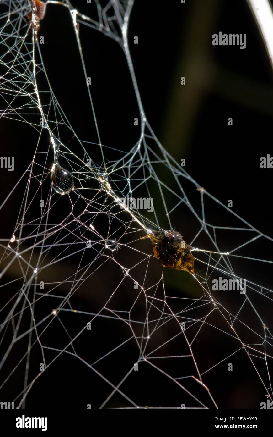 Scary invertebrate hi-res stock photography and images - Alamy