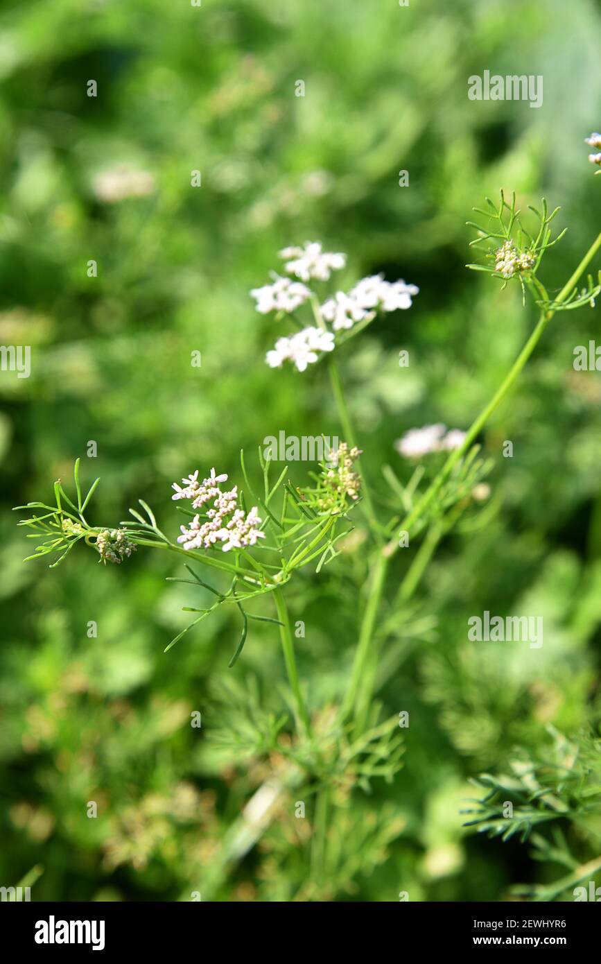 Coriander Crop High Resolution Stock Photography and Images - Alamy