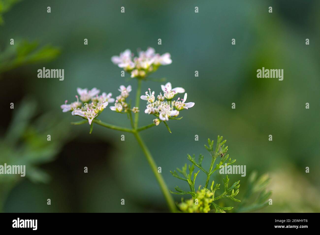 Coriander Crop High Resolution Stock Photography and Images - Alamy