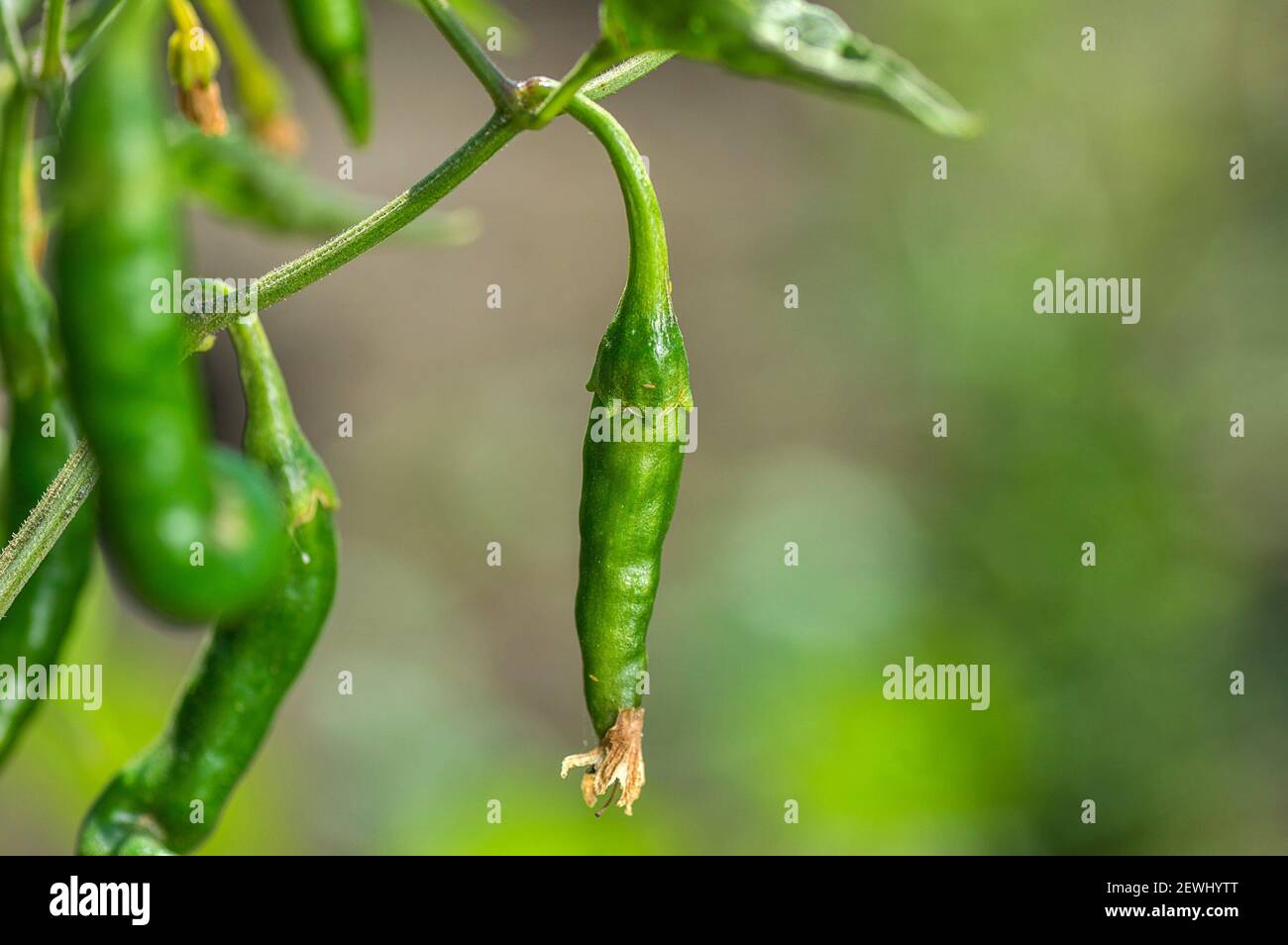 Chili pepper field hi-res stock photography and images - Alamy