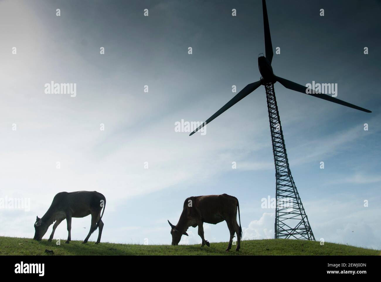 Cow power plant hi-res stock photography and images - Alamy