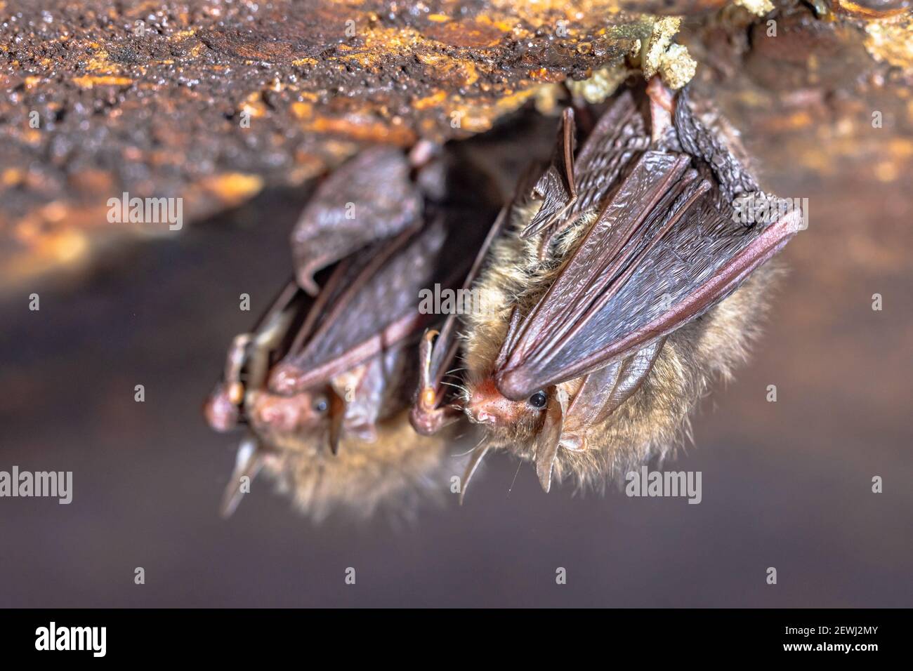 Brown Bat High Resolution Stock Photography and Images - Alamy