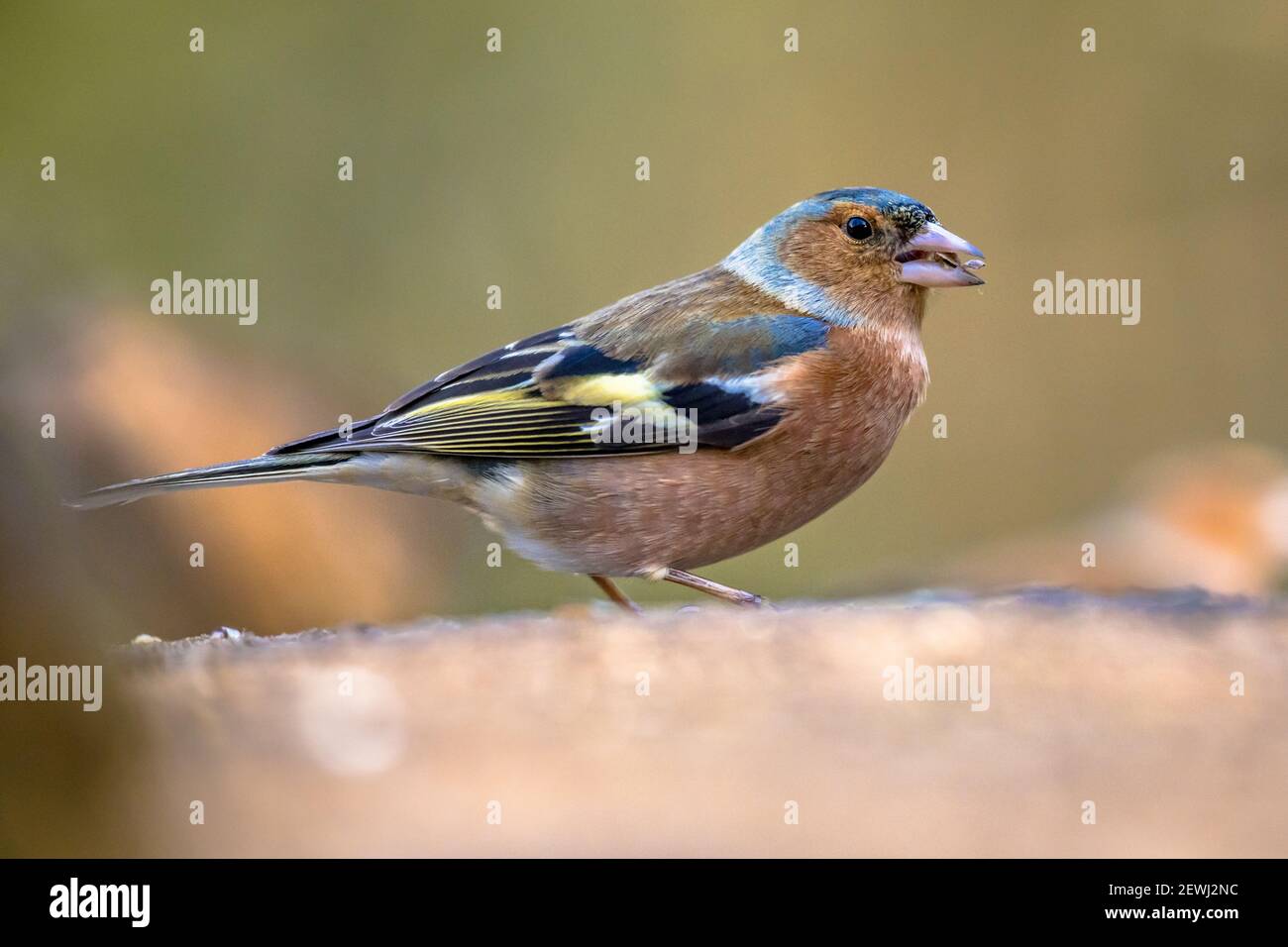 Common chaffinch fringilla coelebs walking hi-res stock photography and ...