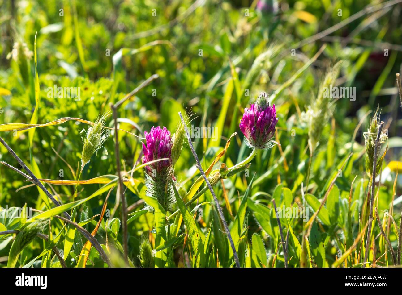 Wild blooming Purple Clover flowers in green vegetation on a blurred ...