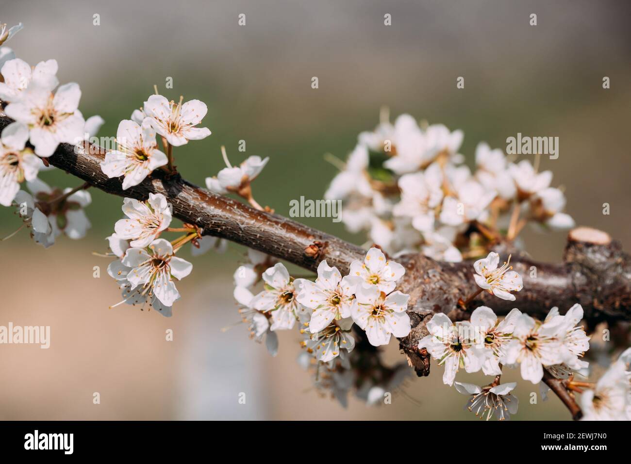 Prunus cerasus flower hi-res stock photography and images - Alamy