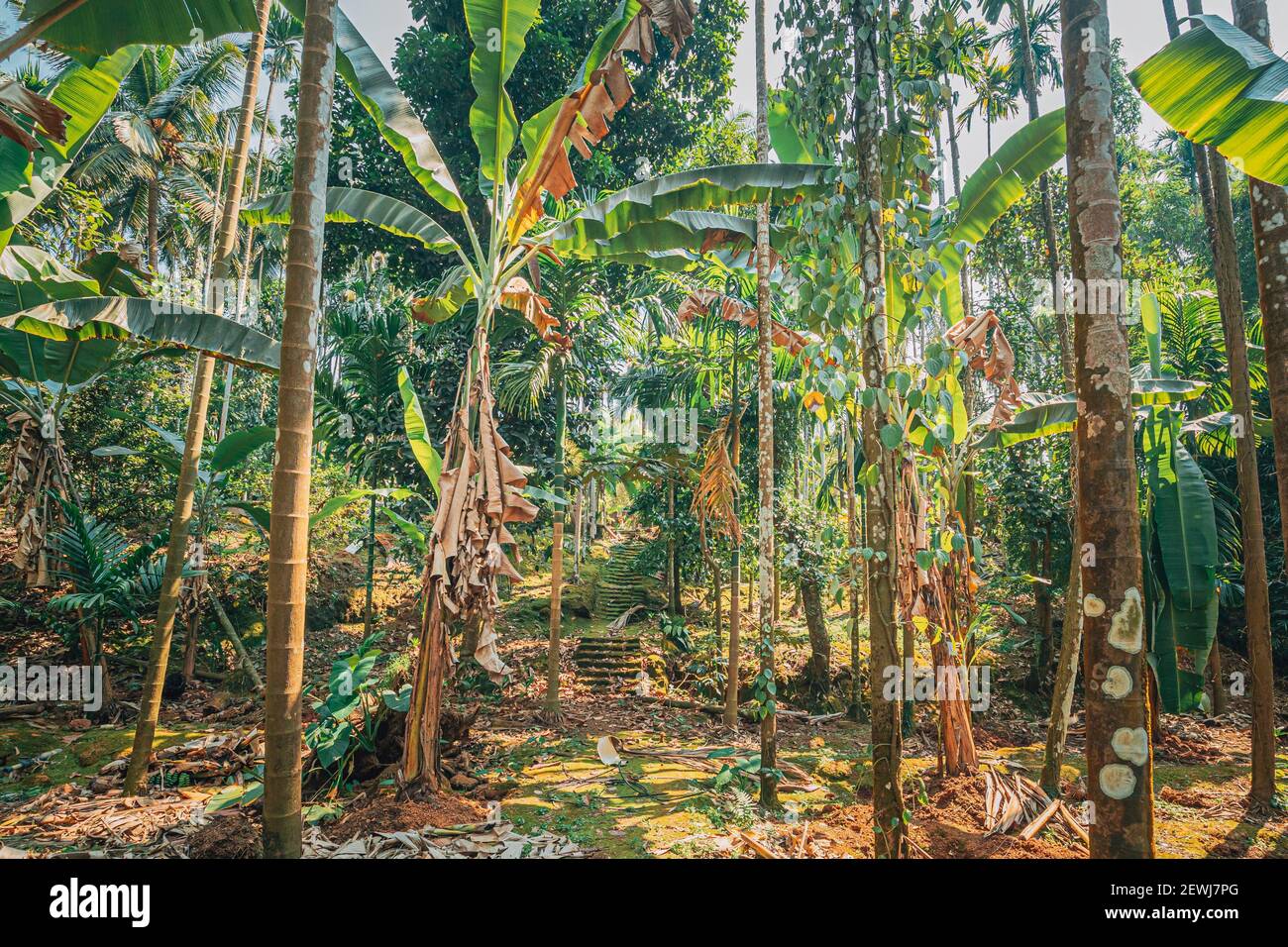 Goa, India. View Of Road Lane Path Way Old Steps In Jungle Surrounded ...