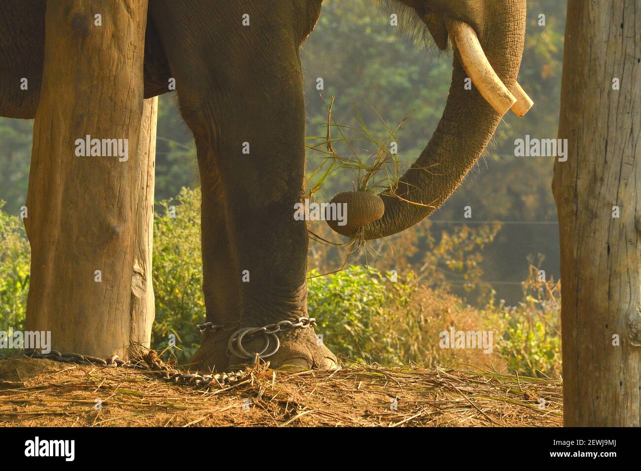 Asiatic Elephant, Elephas maximus Domesticated chained in government ...