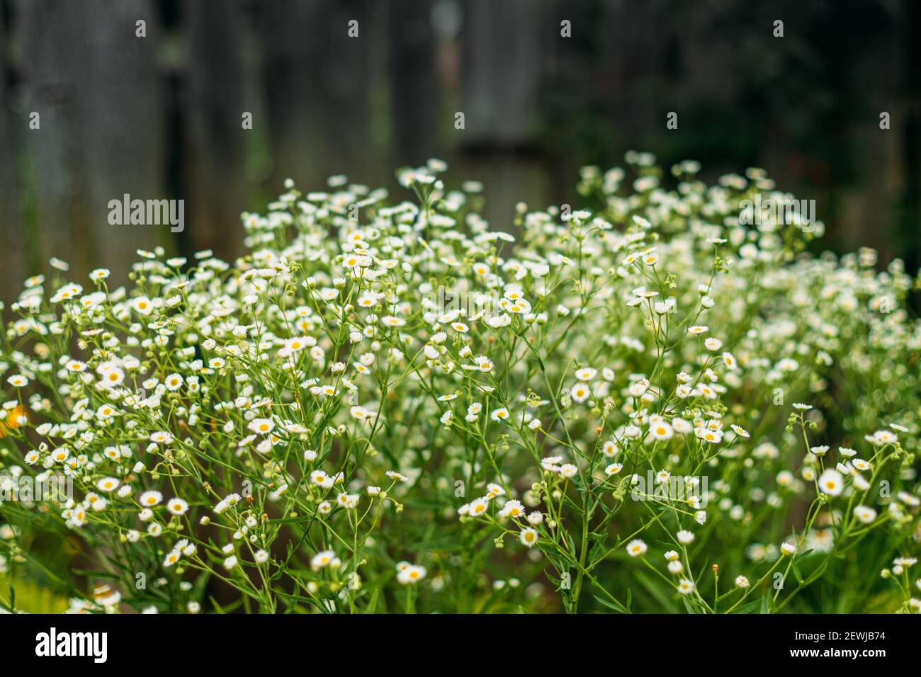 Plant Of The Daisy Family With Wound Healing Properties at Nathan ...