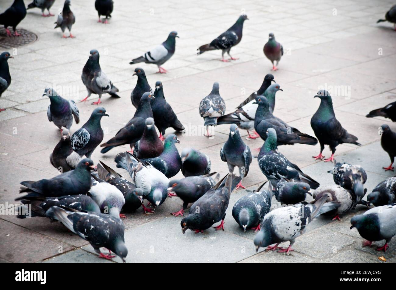 Pigeons on the square hi-res stock photography and images - Alamy