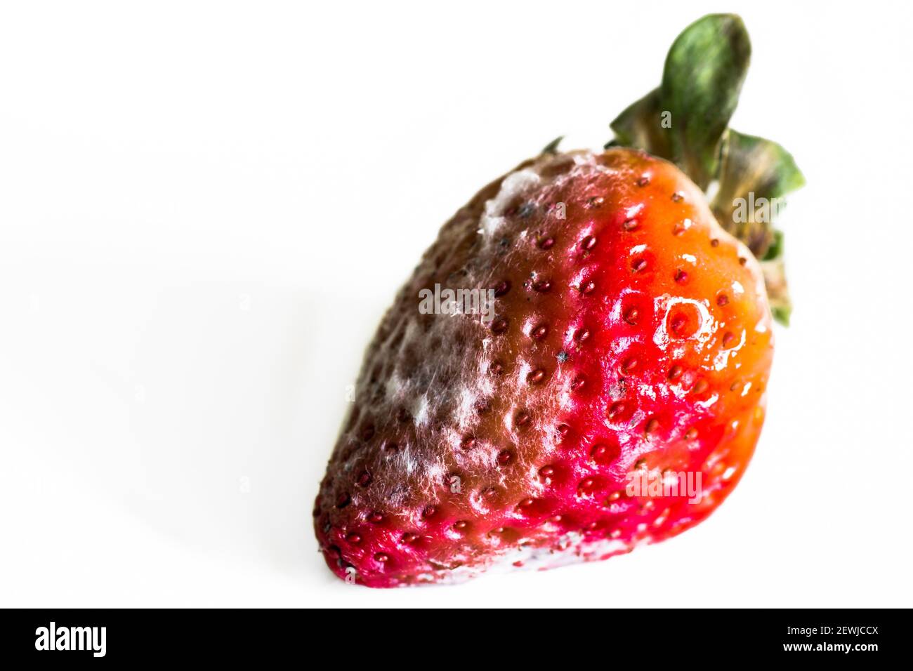 strawberry with mold fungus no longer suitable for consumption Stock ...