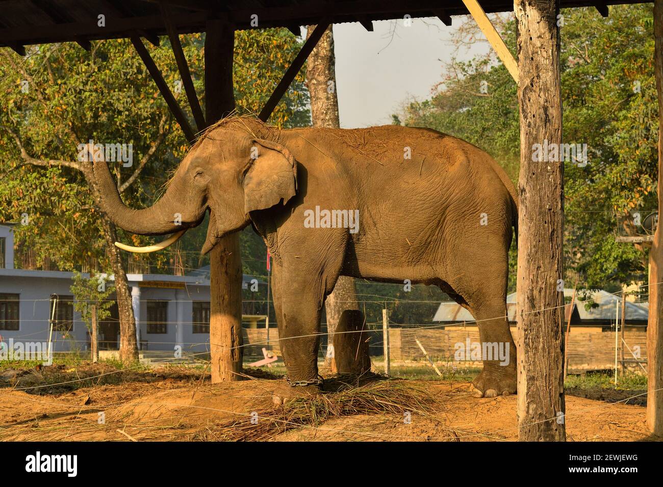 Chained in hi-res stock photography and images - Alamy
