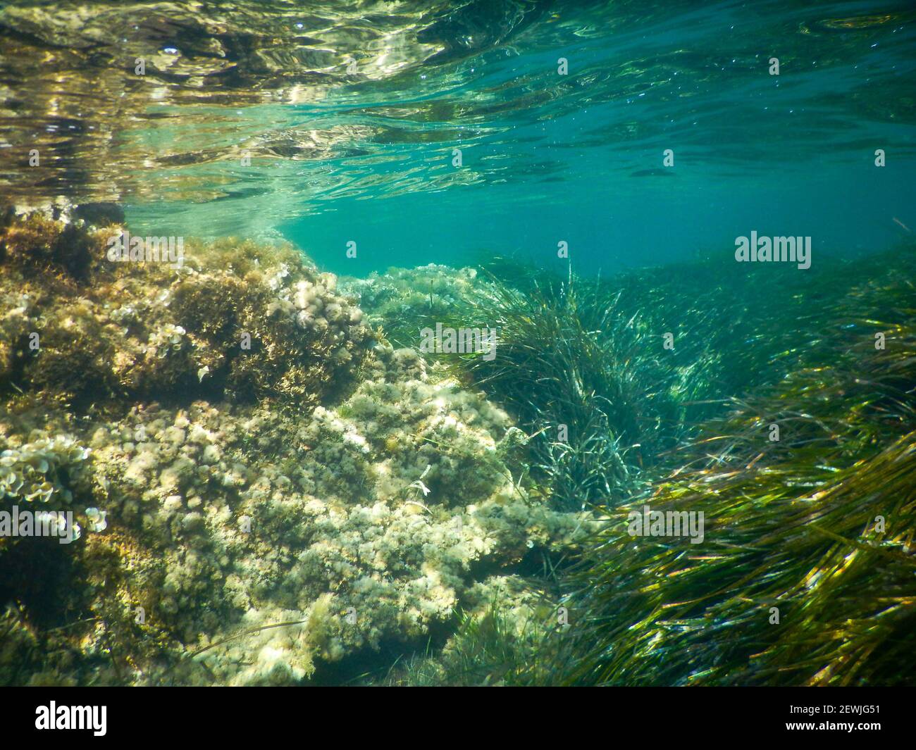 Posidonia meadow hi-res stock photography and images - Alamy