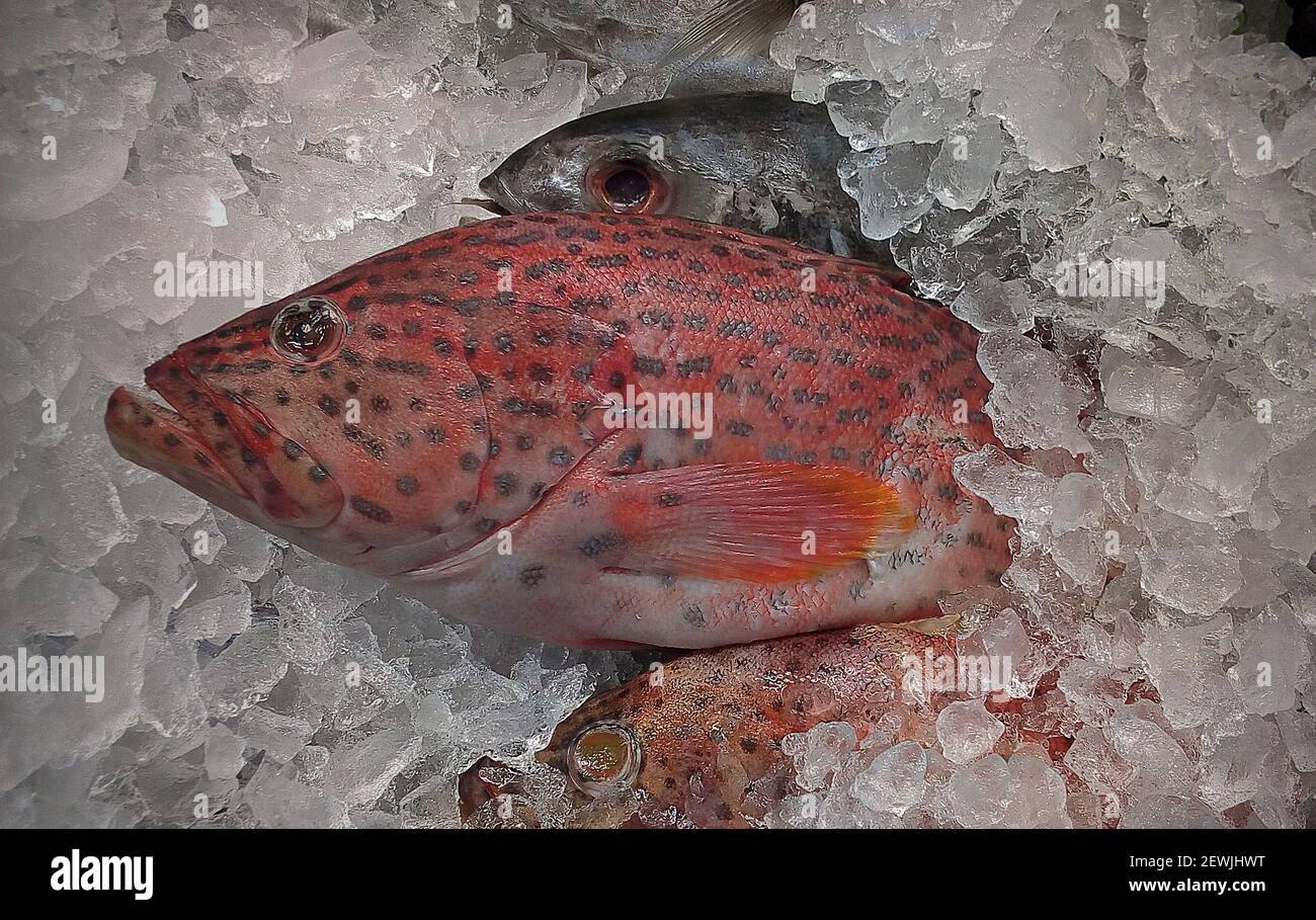 fish on ice background market thailand Stock Photo - Alamy