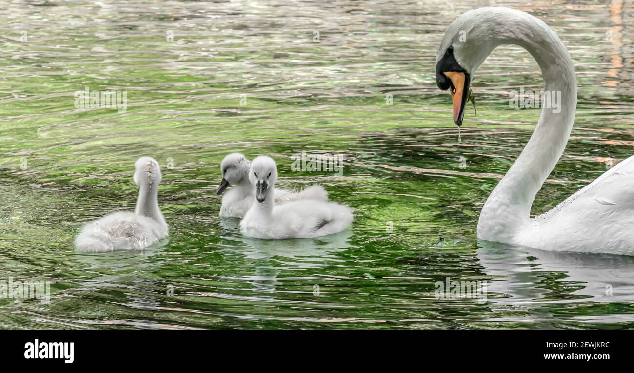 Human swan hi-res stock photography and images - Alamy