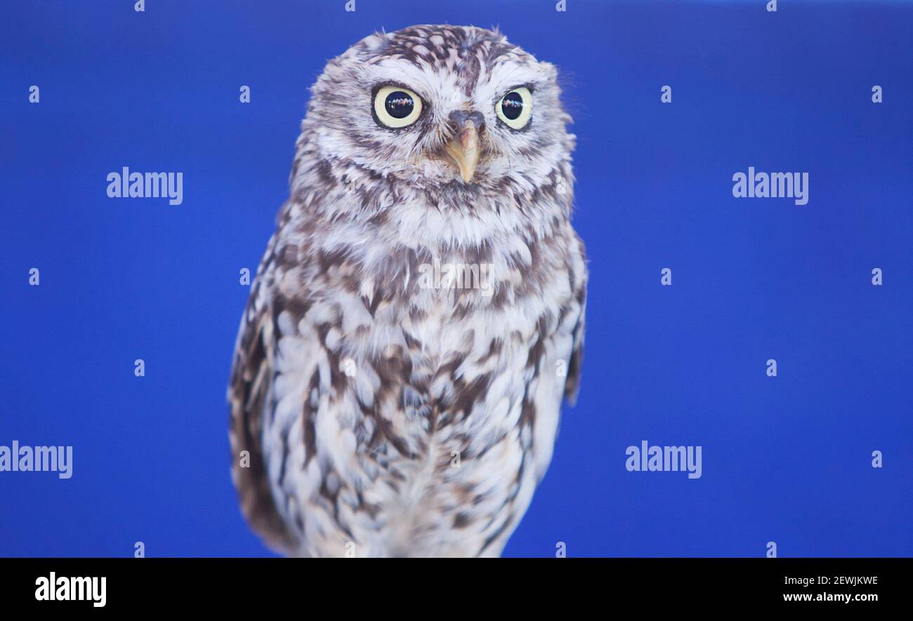 Stern minerva hi-res stock photography and images - Alamy