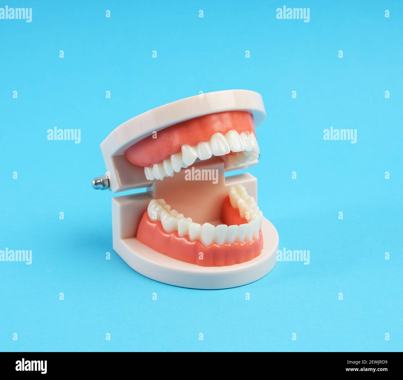 Human Jaw Model High Resolution Stock Photography and Images - Alamy