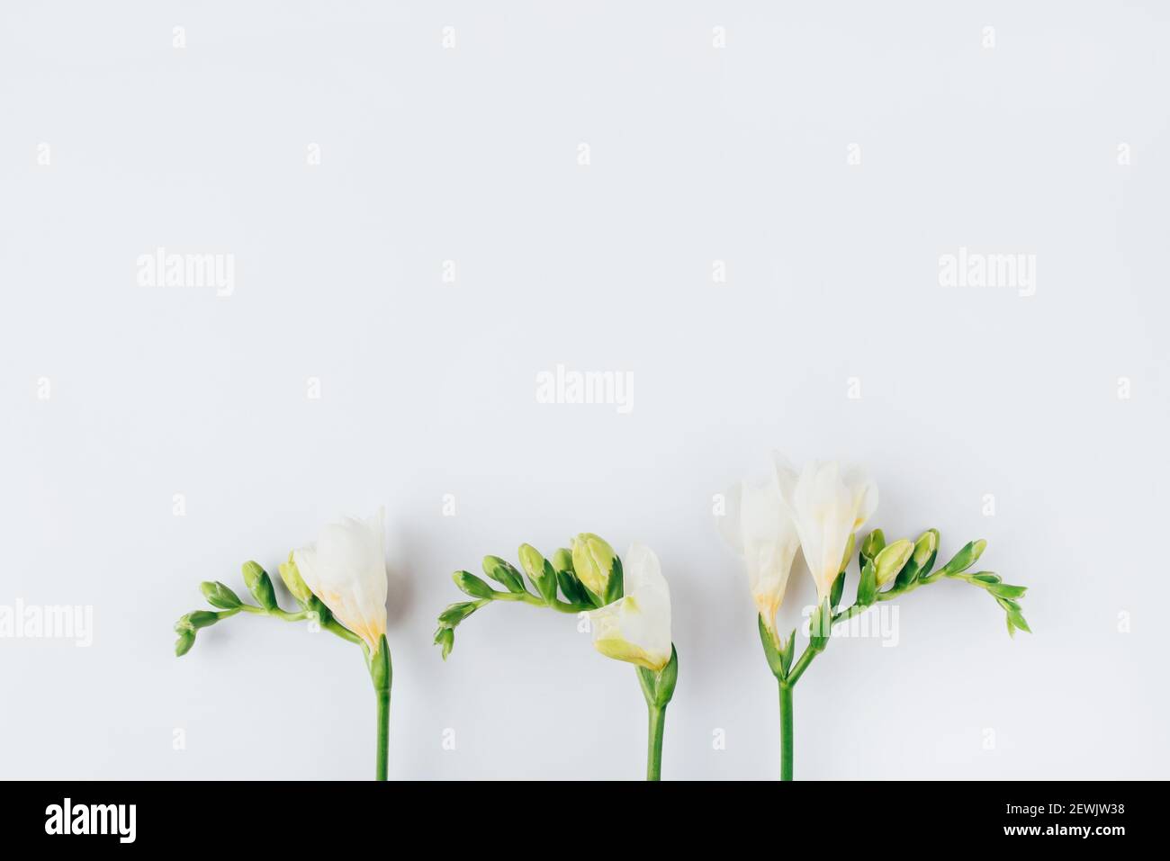 Floral background. Freesia flowers on a white background Stock Photo ...