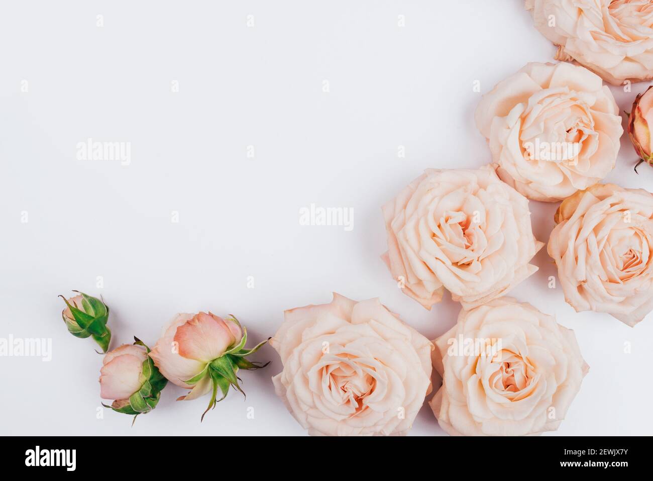 Spring background. Rose flowers on a white background Stock Photo - Alamy