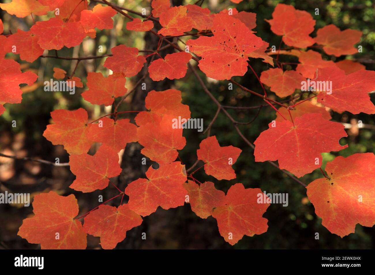 Italian maple tree hi-res stock photography and images - Alamy
