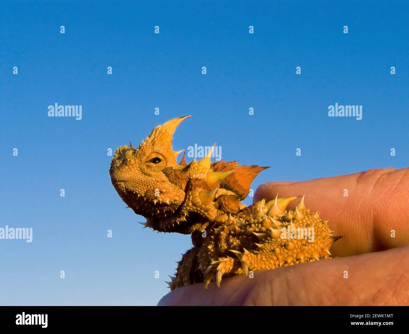 Thorny devil hi-res stock photography and images - Alamy