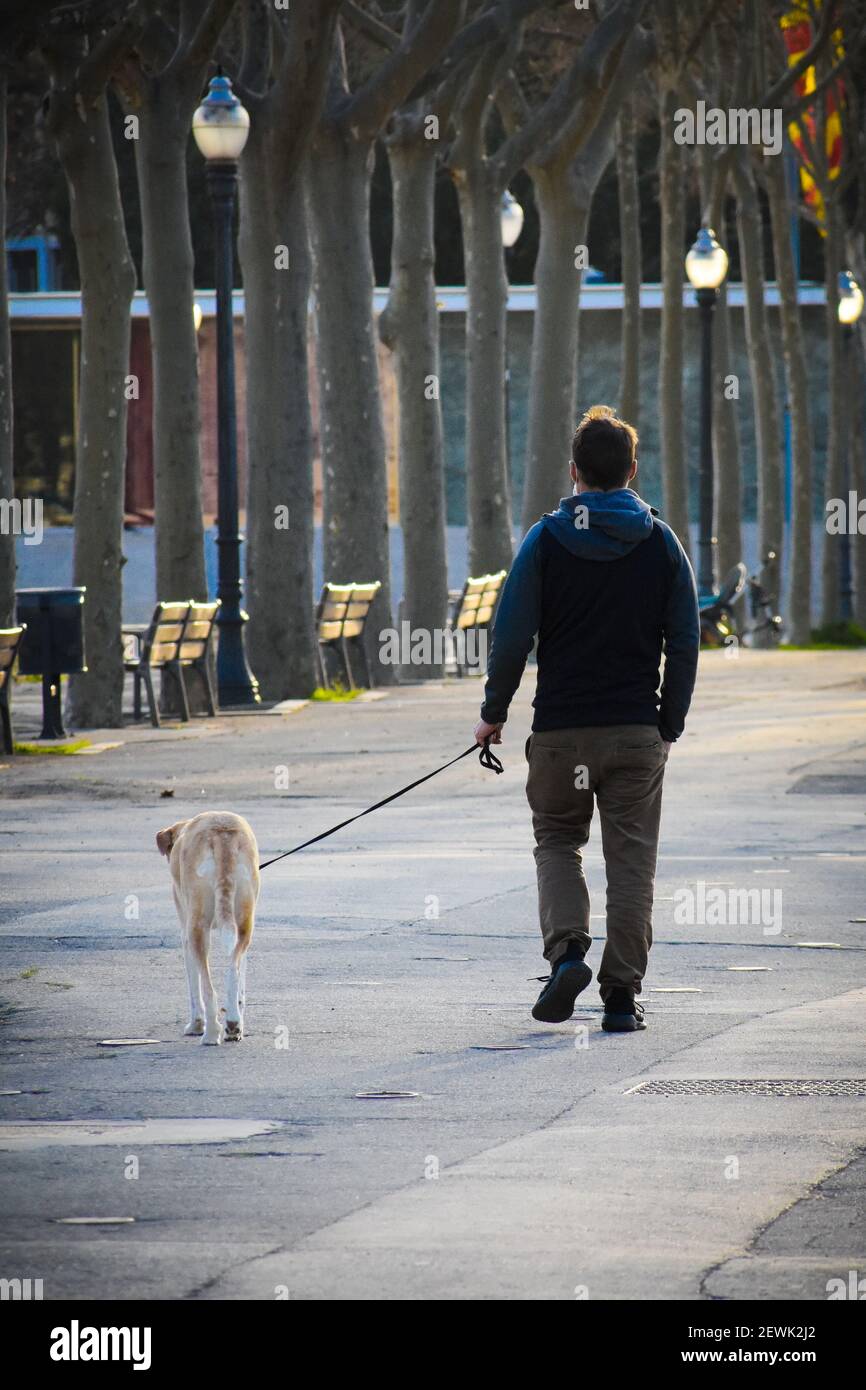 Rear view of a young man walking his dog in a square Stock Photo - Alamy