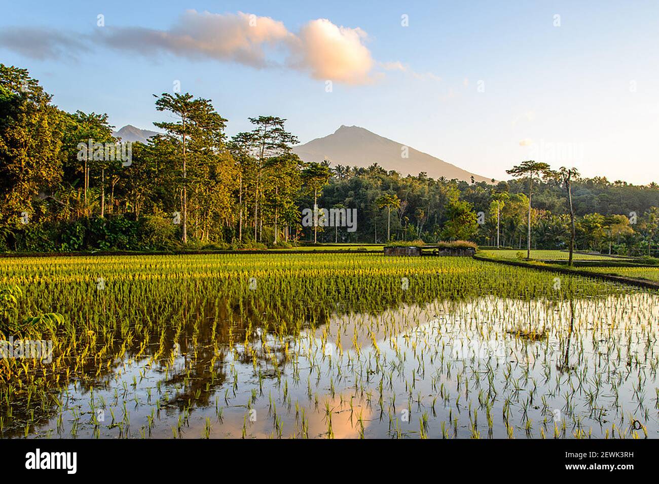 farming rice process Stock Photo - Alamy