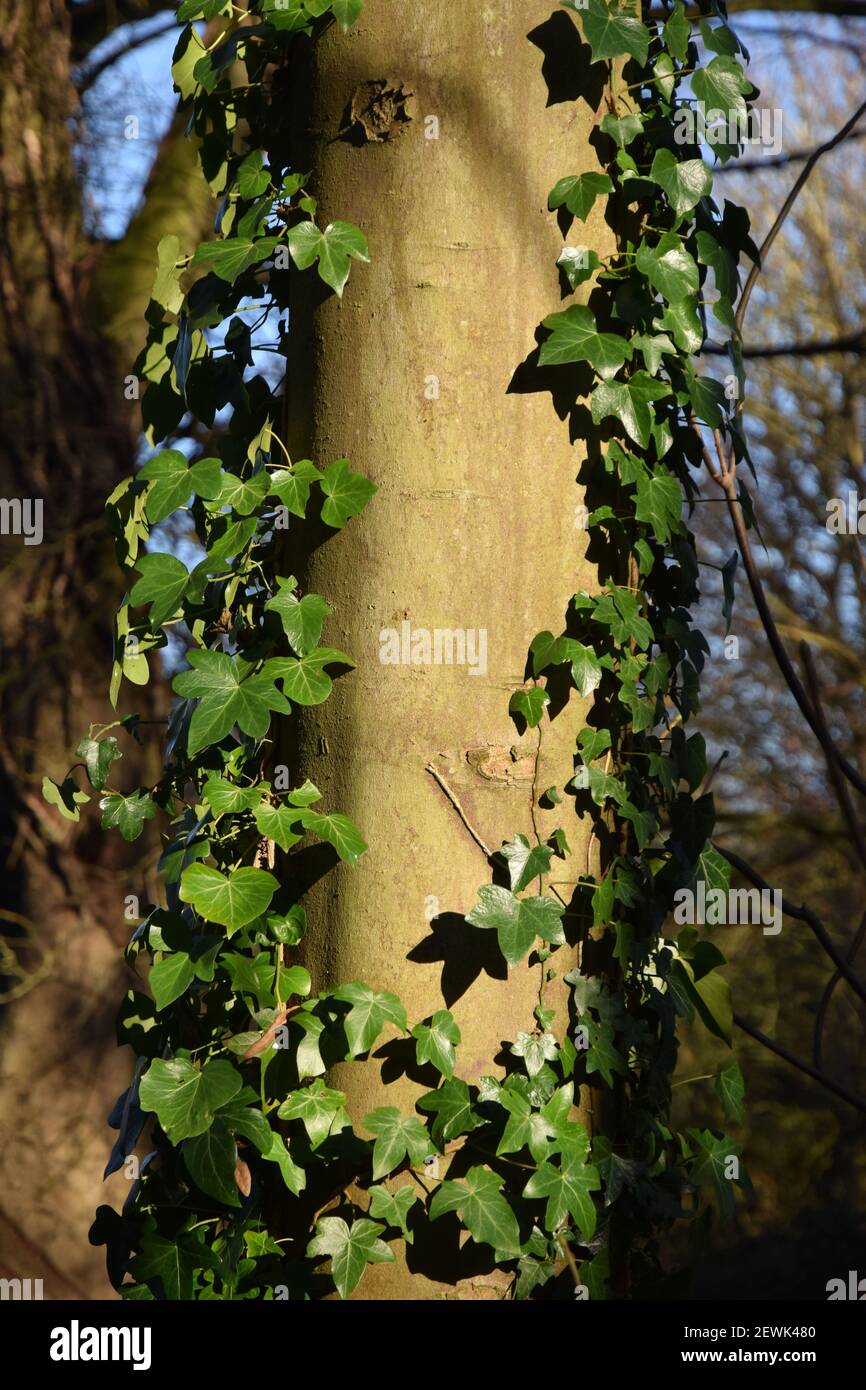 Smooth tree trunk hi-res stock photography and images - Alamy