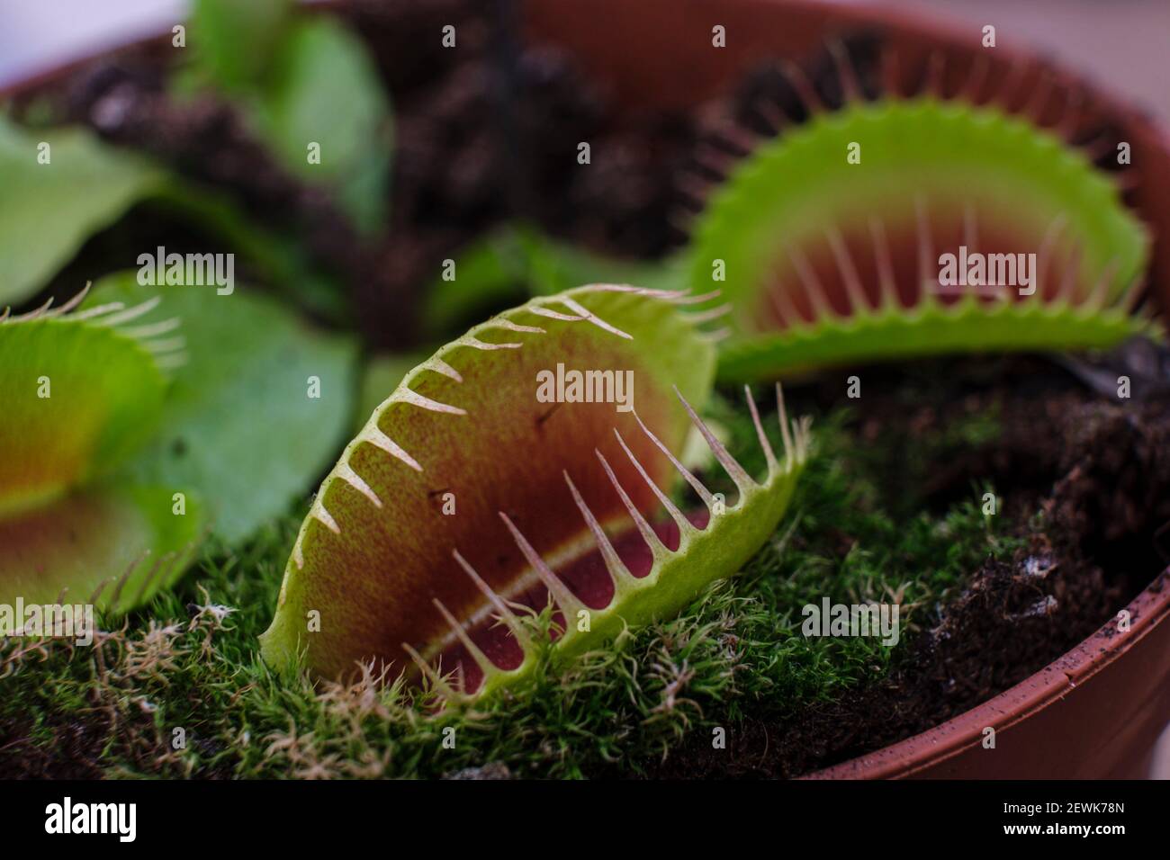 Jaw Plant High Resolution Stock Photography and Images - Alamy