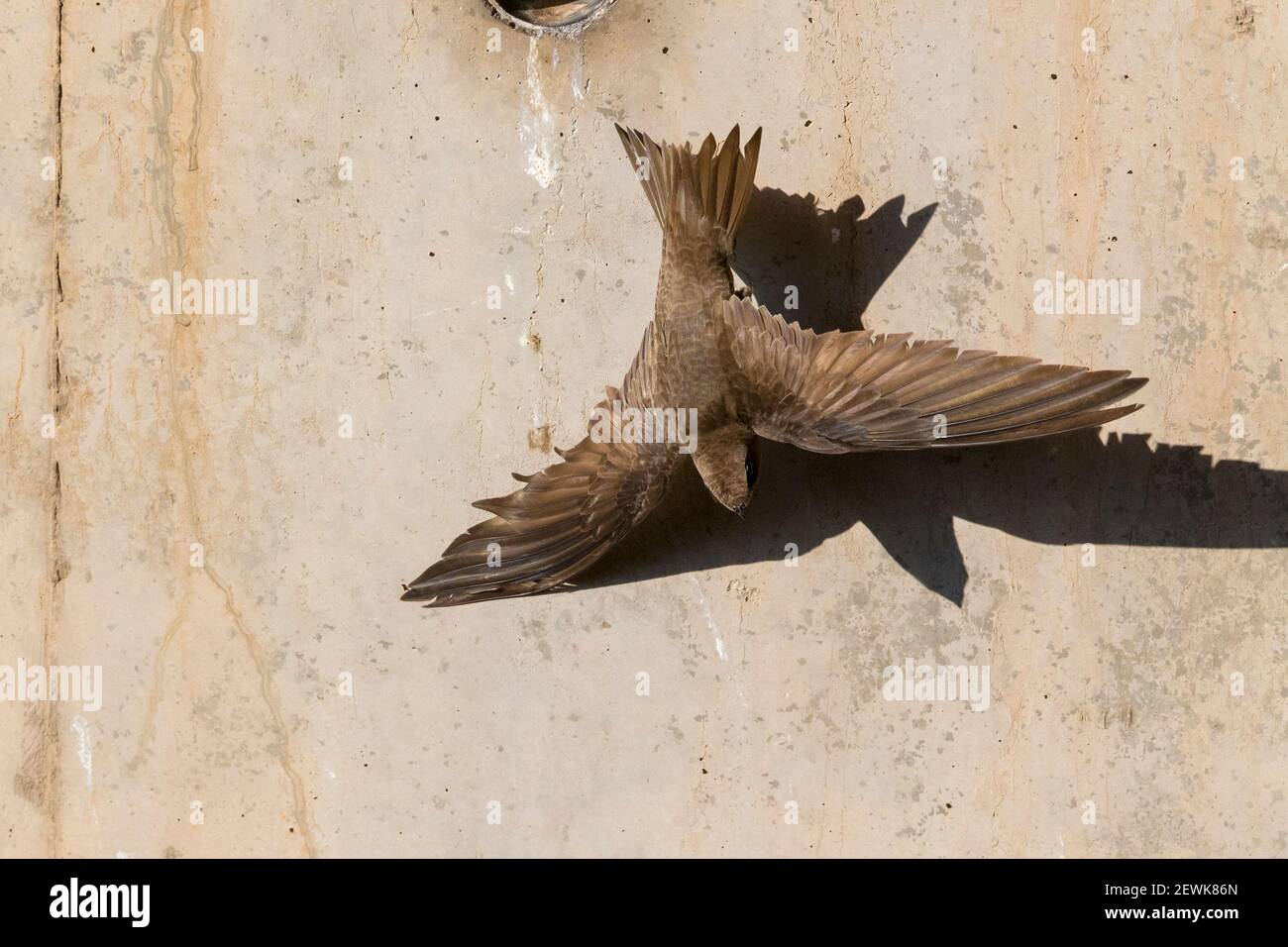 Apodiformes hi-res stock photography and images - Alamy