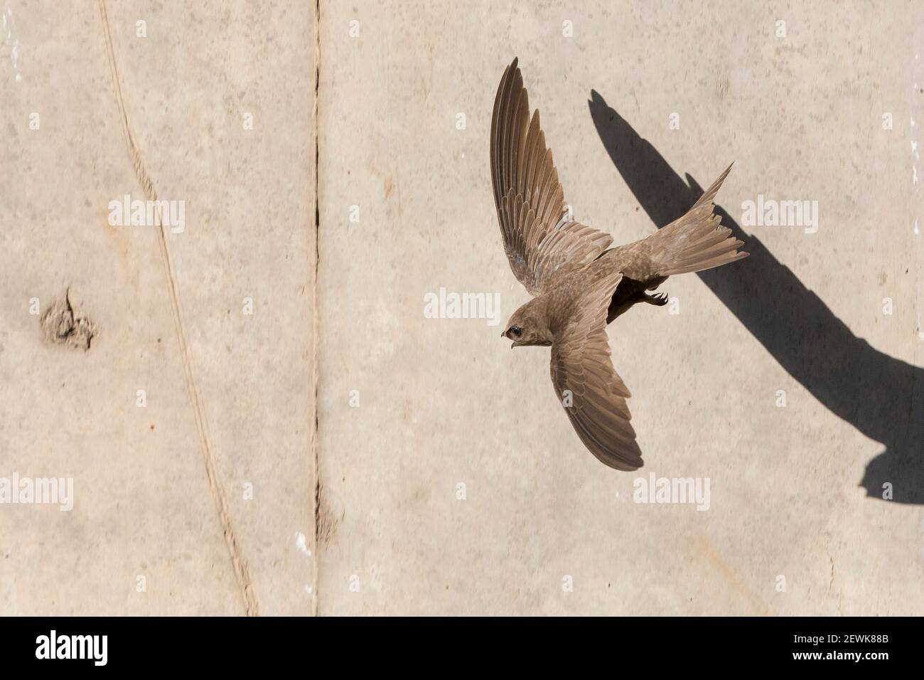 Apodiformes hi-res stock photography and images - Alamy