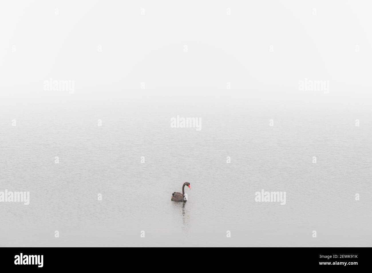 A black swan in bushfire smoke St Helens, Tasmania Stock Photo - Alamy